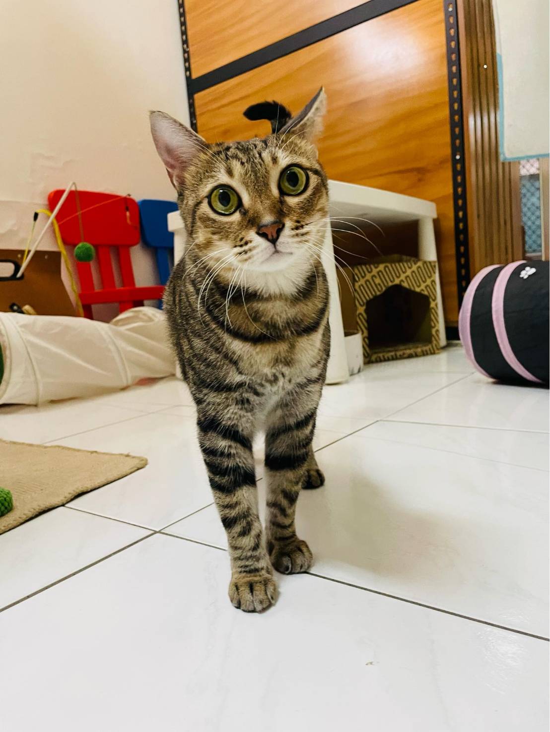 COIDEA自定義鍵盤開箱 – Tunauno Studio